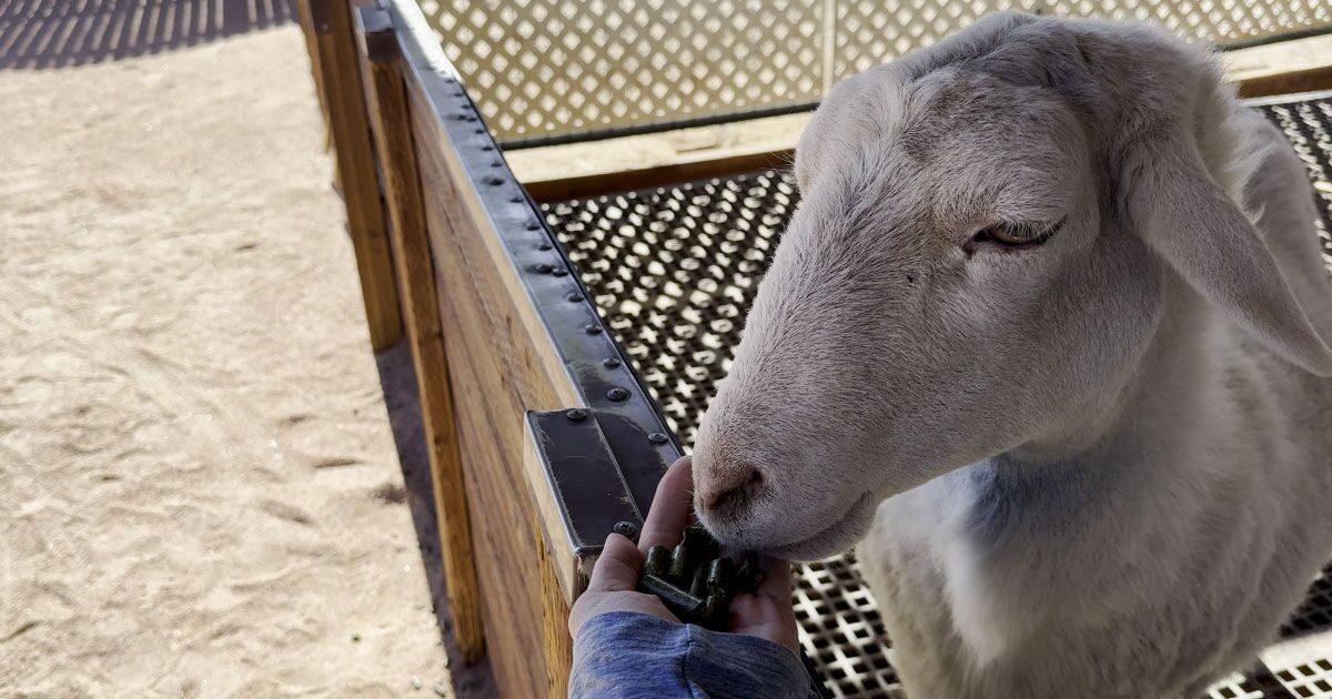 Touring the Rooster Cogburn Ostrich Ranch