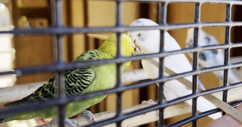 Touring the Rooster Cogburn Ostrich Ranch