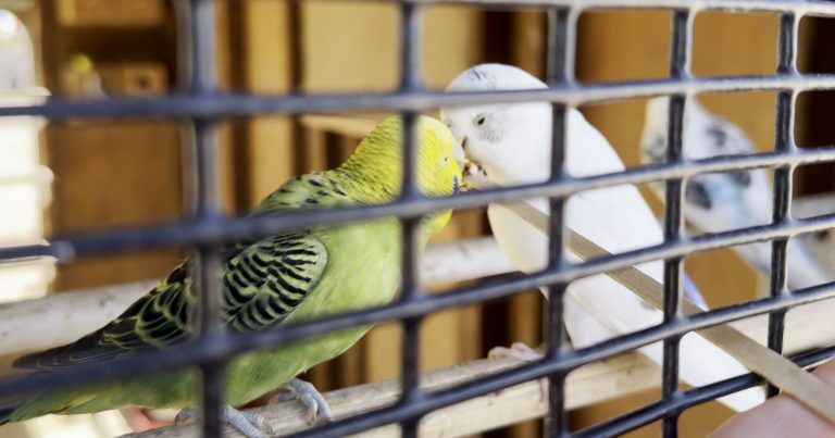 Touring the Rooster Cogburn Ostrich Ranch