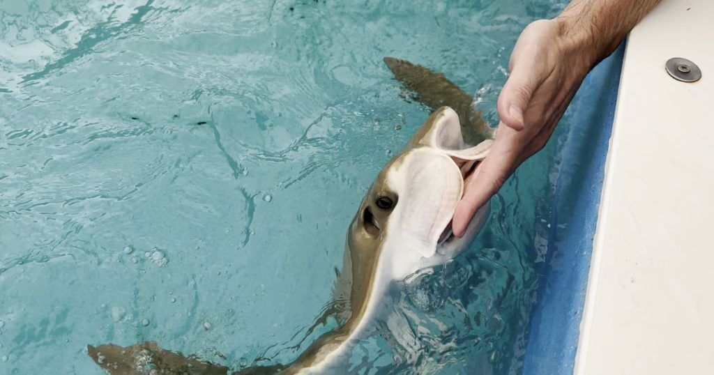 Touring the Rooster Cogburn Ostrich Ranch