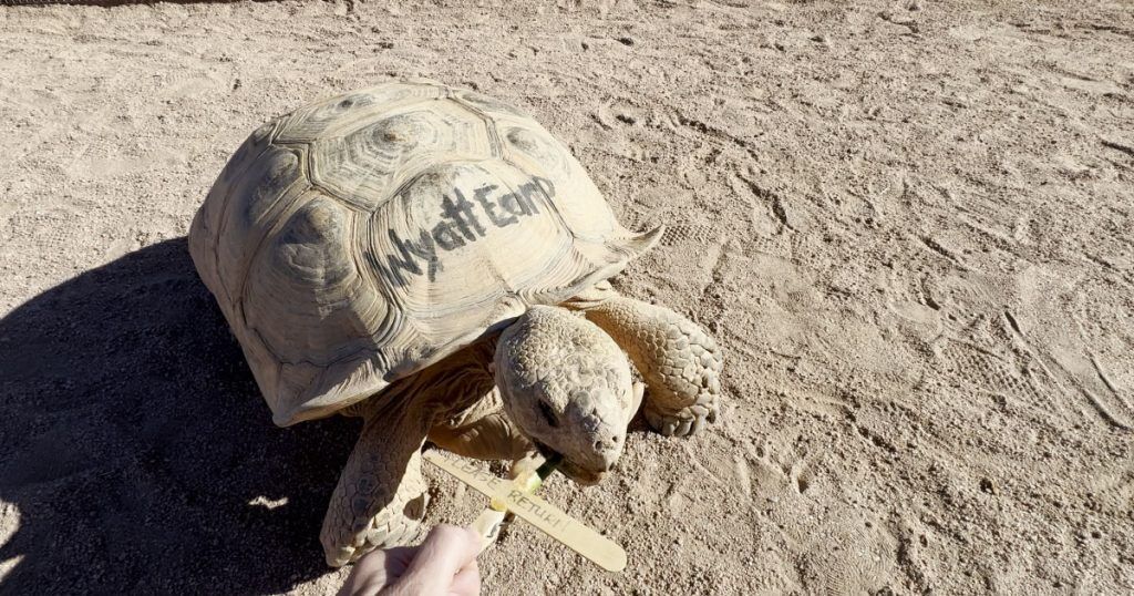 Touring the Rooster Cogburn Ostrich Ranch