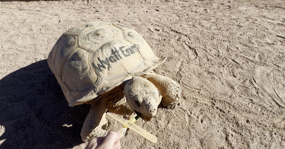 Touring the Rooster Cogburn Ostrich Ranch