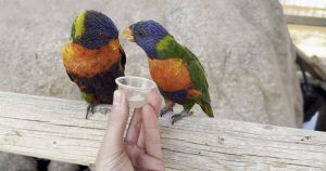Touring the Rooster Cogburn Ostrich Ranch